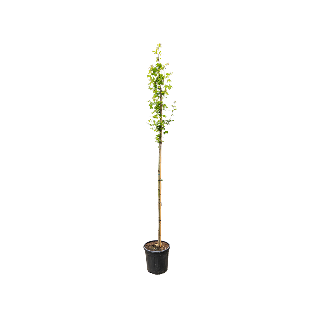 Acer campestre 'Huiber's Elegant' – Buitenflora