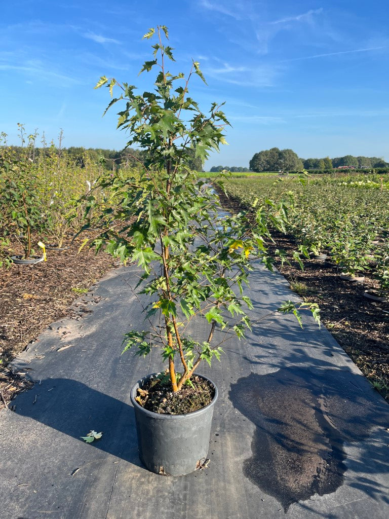 Betula pendula 'Laciniata' | Berk – Buitenflora