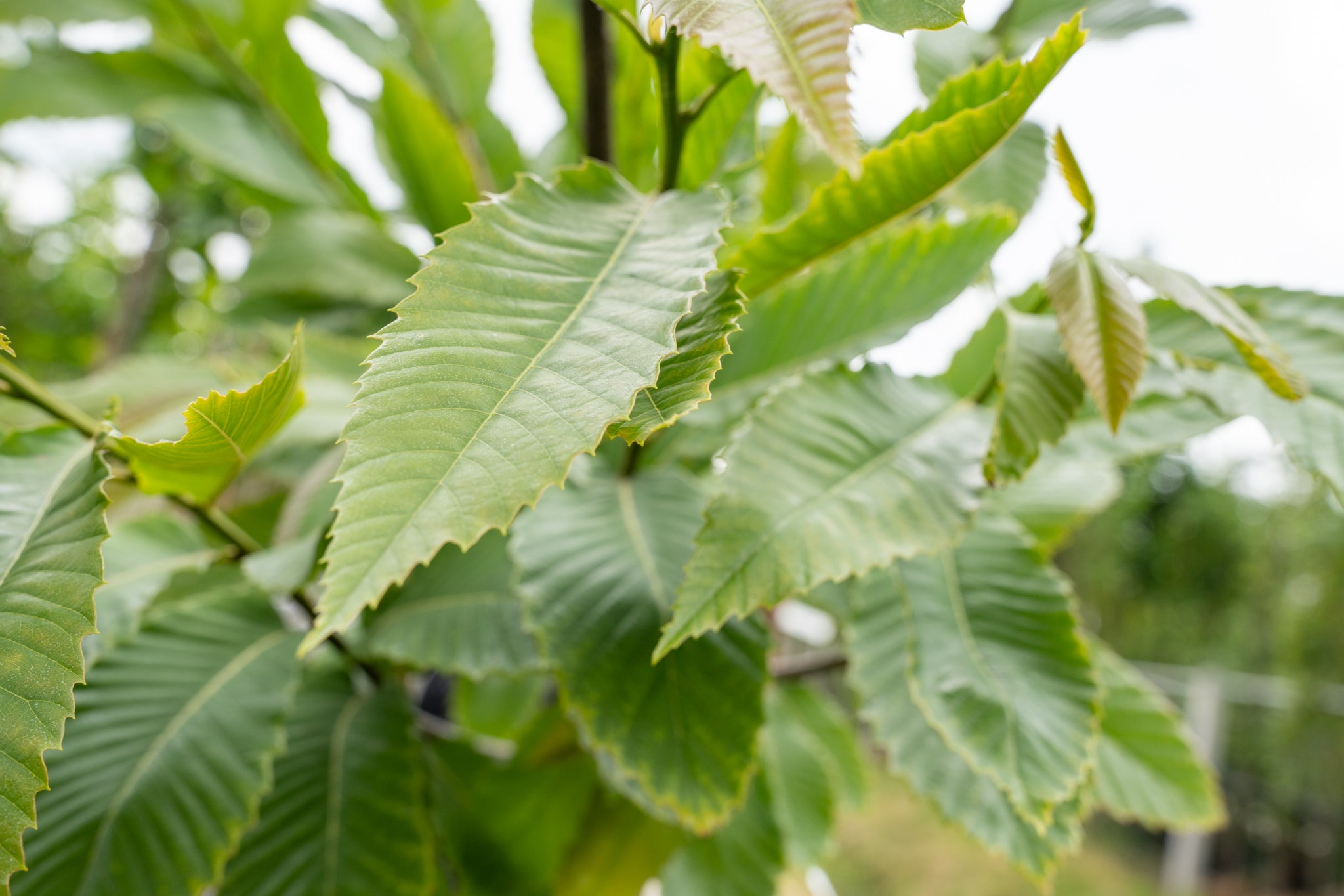 Tamma Kastanje | Castanea sativa – Buitenflora