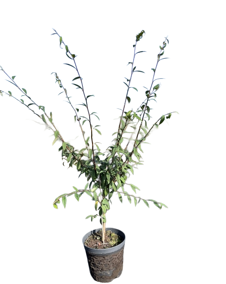 Dwergmispel | Cotoneaster salicifolius 'Willeke' – Buitenflora