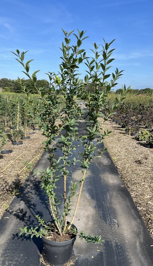 Liguster | Ligustrum vulgare 'Atrovirens' – Buitenflora