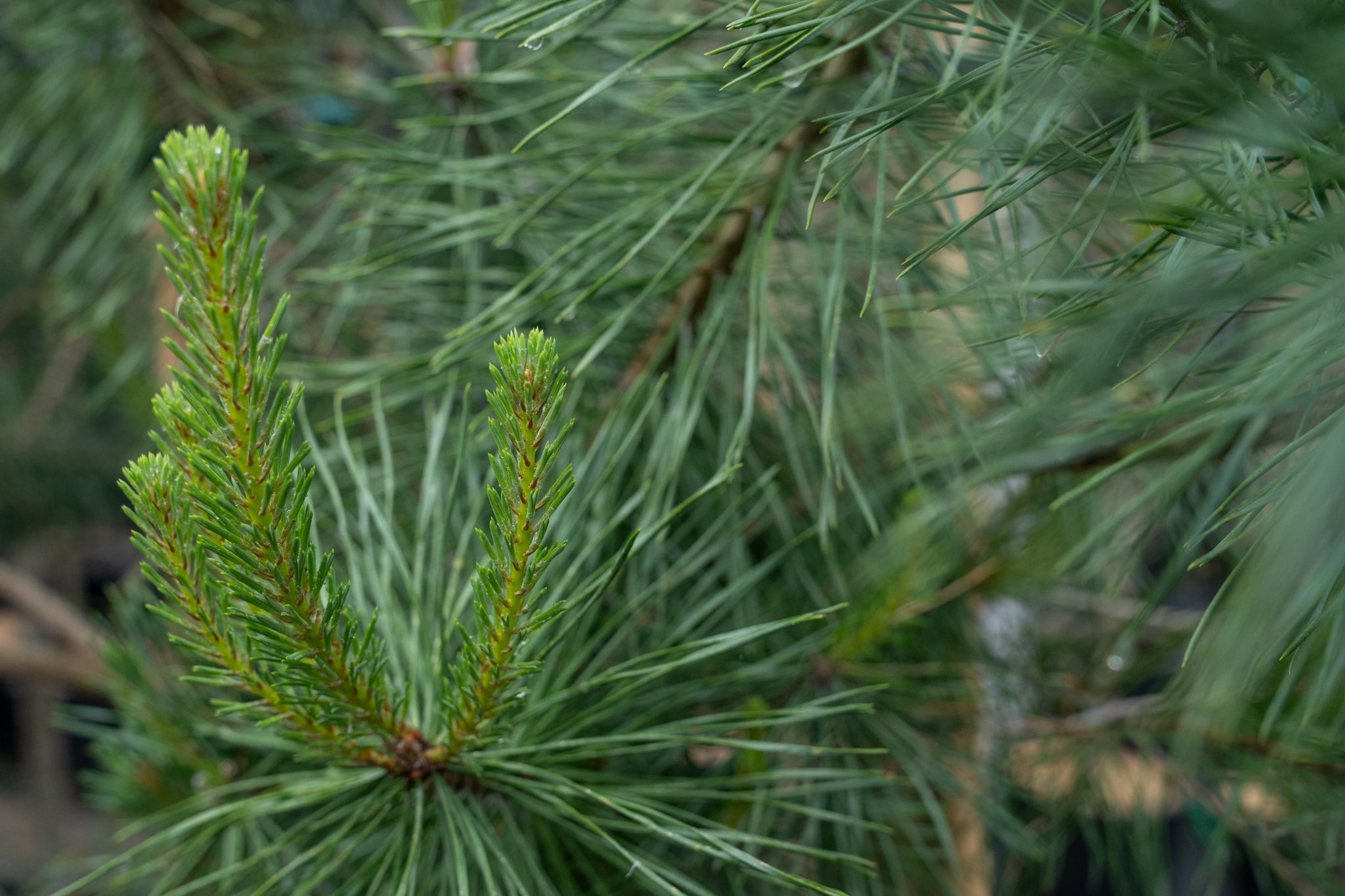Grove den | Pinus sylvestris – Buitenflora