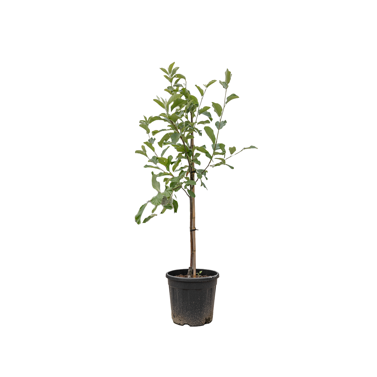 Meelbes | Sorbus aria 'Lutescens' – Buitenflora
